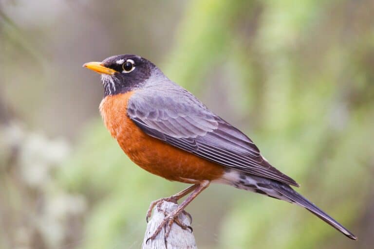 Baby Robins: All the Facts You Need (With Pictures)
