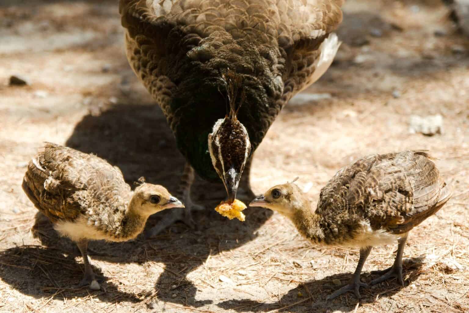Baby Peacocks: All You Need to Know (With Pictures)