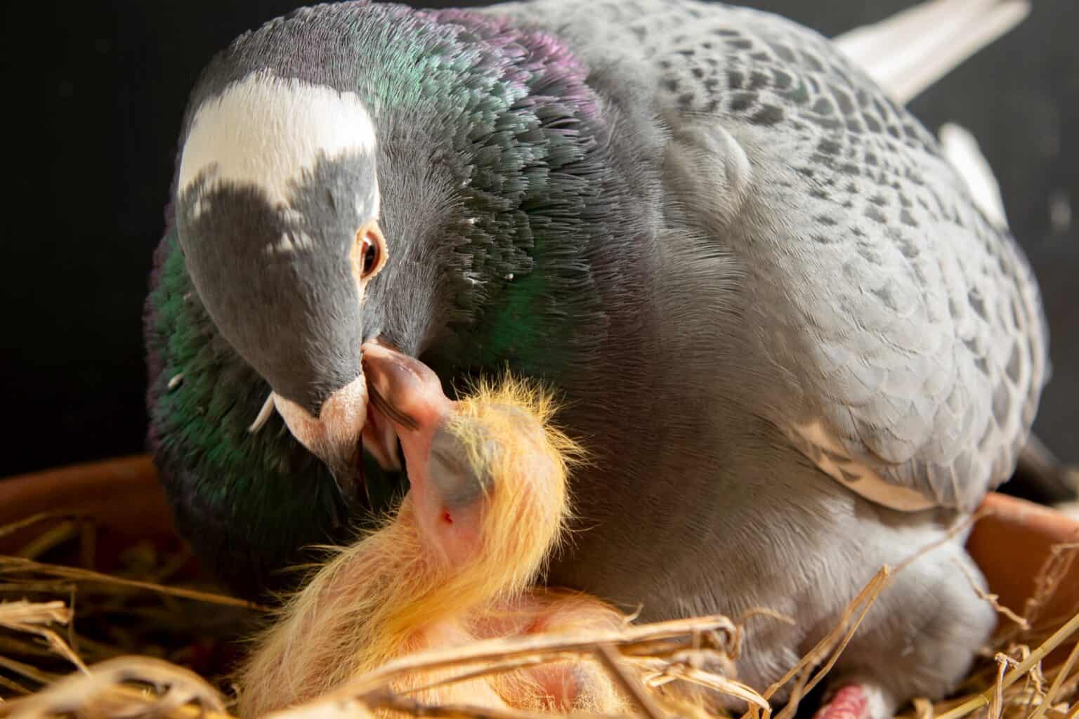 Baby Pigeons: Everything You Need to Know