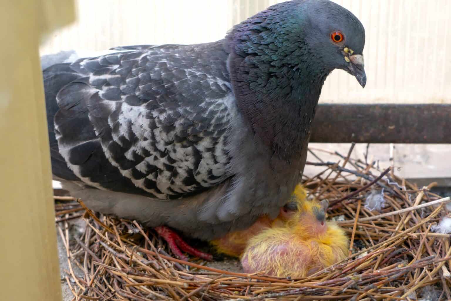 Baby Pigeons: Everything You Need to Know