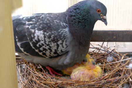 Baby Pigeons: Everything You Need to Know