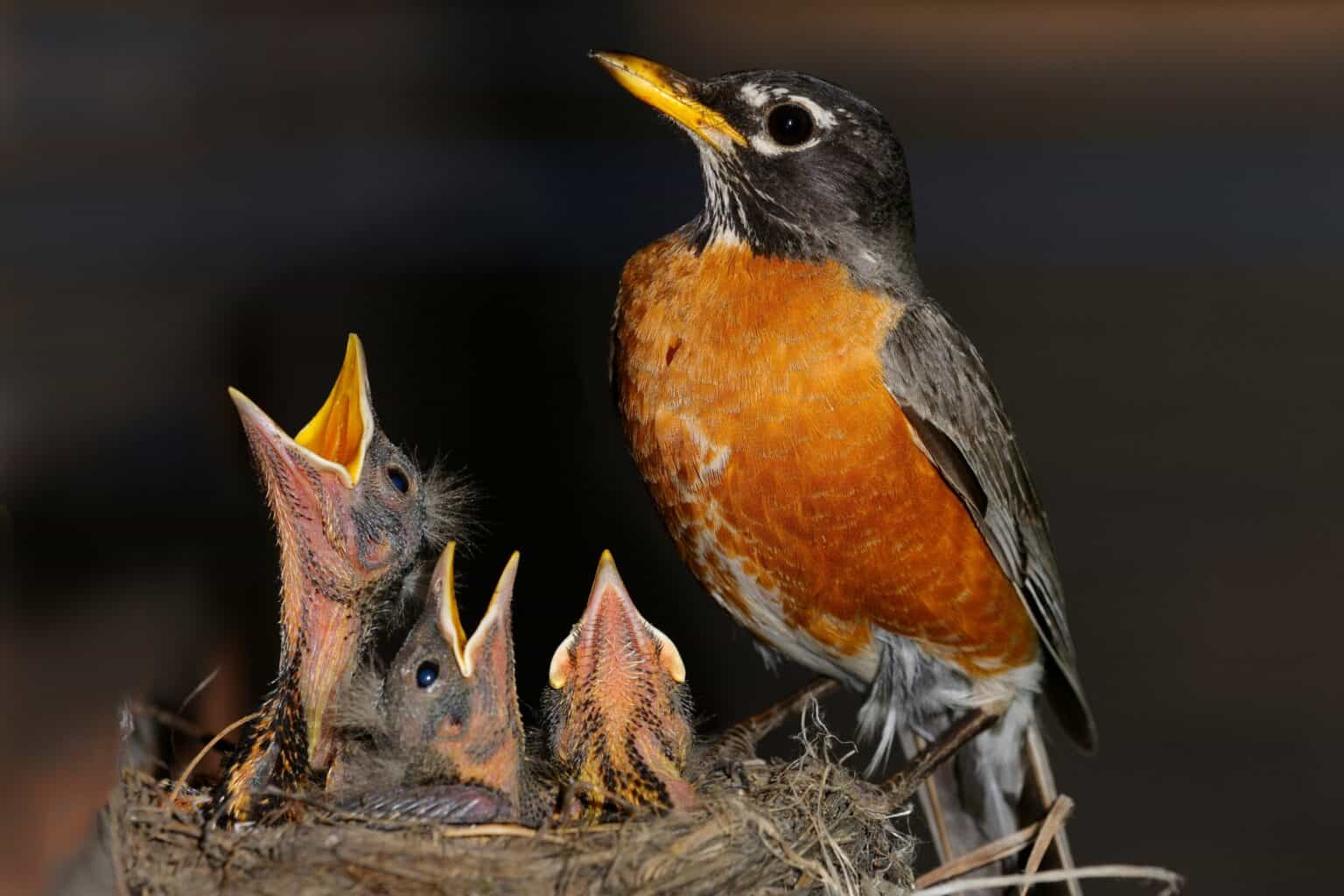 Baby Robins: All the Facts You Need (With Pictures)