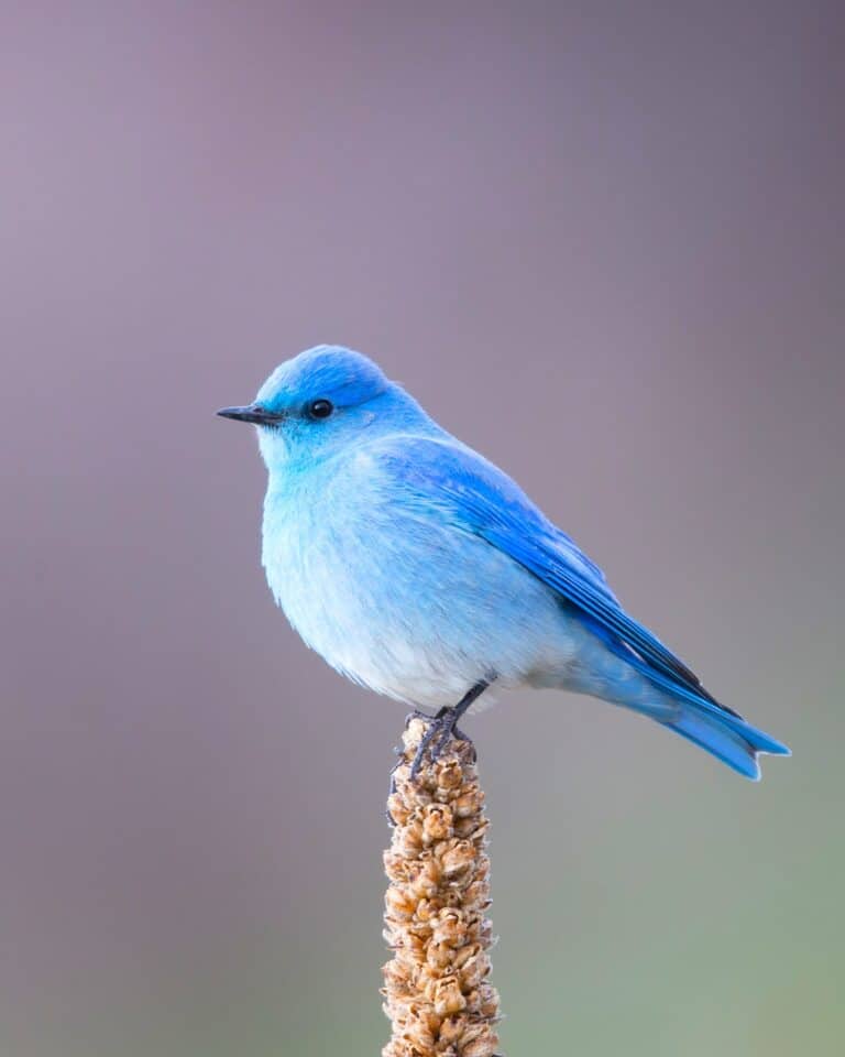 41 Types of Blue Birds (With Pictures & ID Guide)