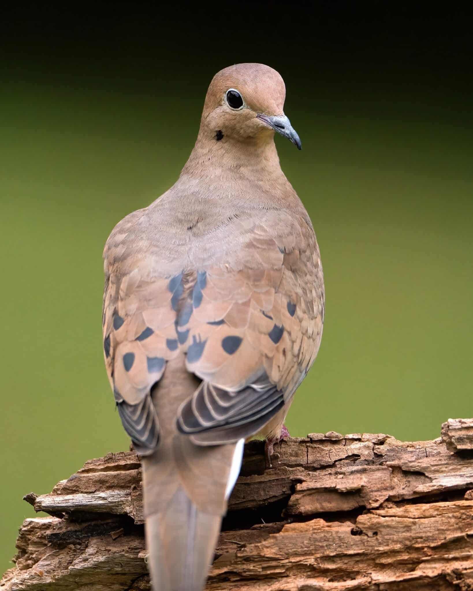 Are All Doves White? - Everything You Need to Know!