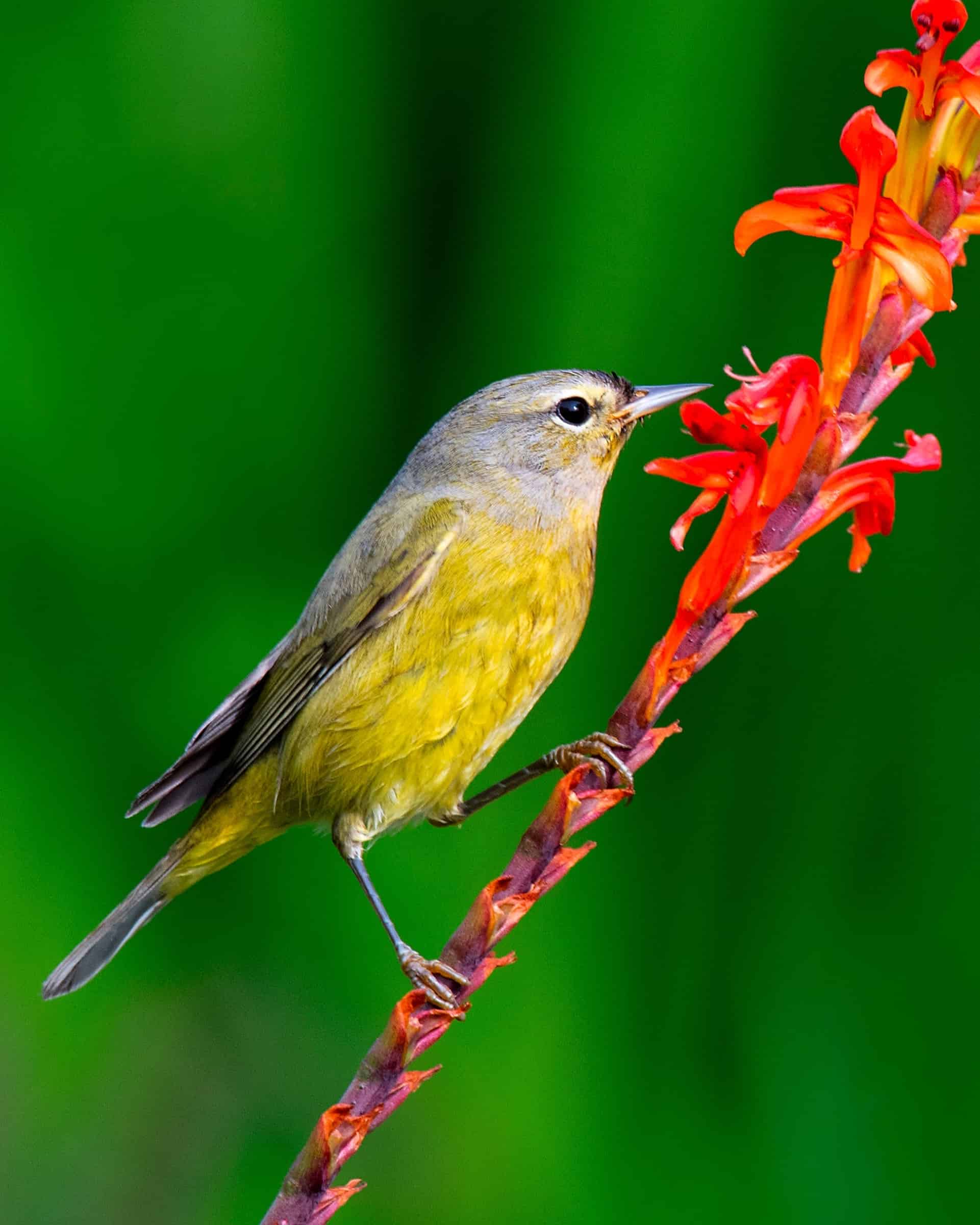 25 Small Yellow Birds to Brighten Your Day