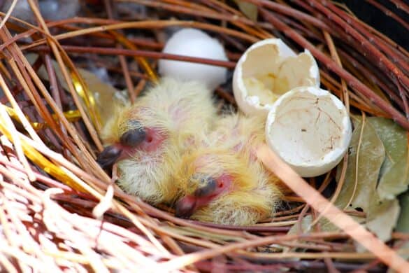 Baby Pigeons: Everything You Need to Know
