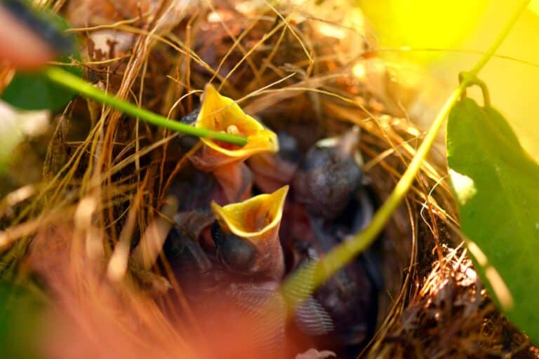 Baby Robins: All the Facts You Need (With Pictures)