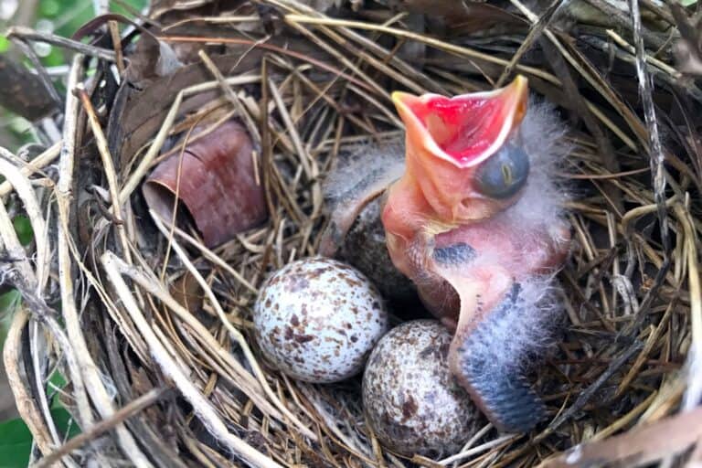 Cardinal Eggs: All You Need to Know (With Pictures)
