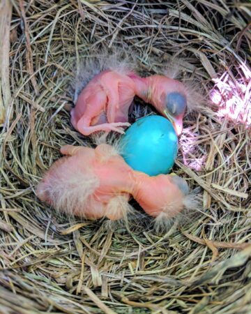 Robin Eggs: All You Need to Know (With Pictures)