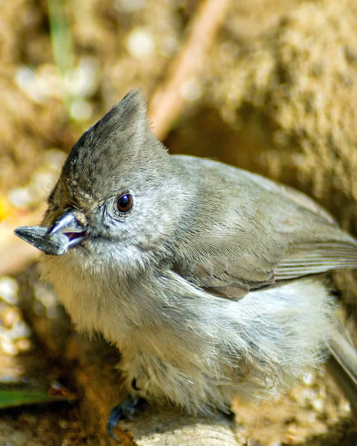 Top 18 Birds With Crests of North America