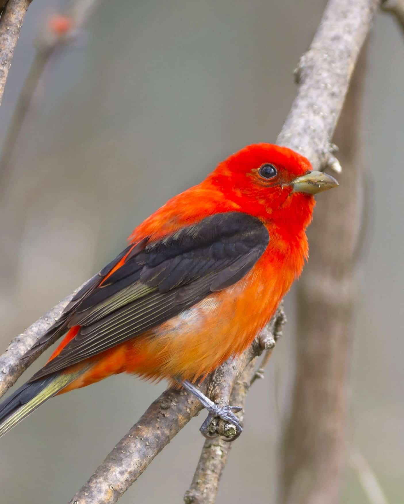 21 Black and Orange Birds (With Pictures)
