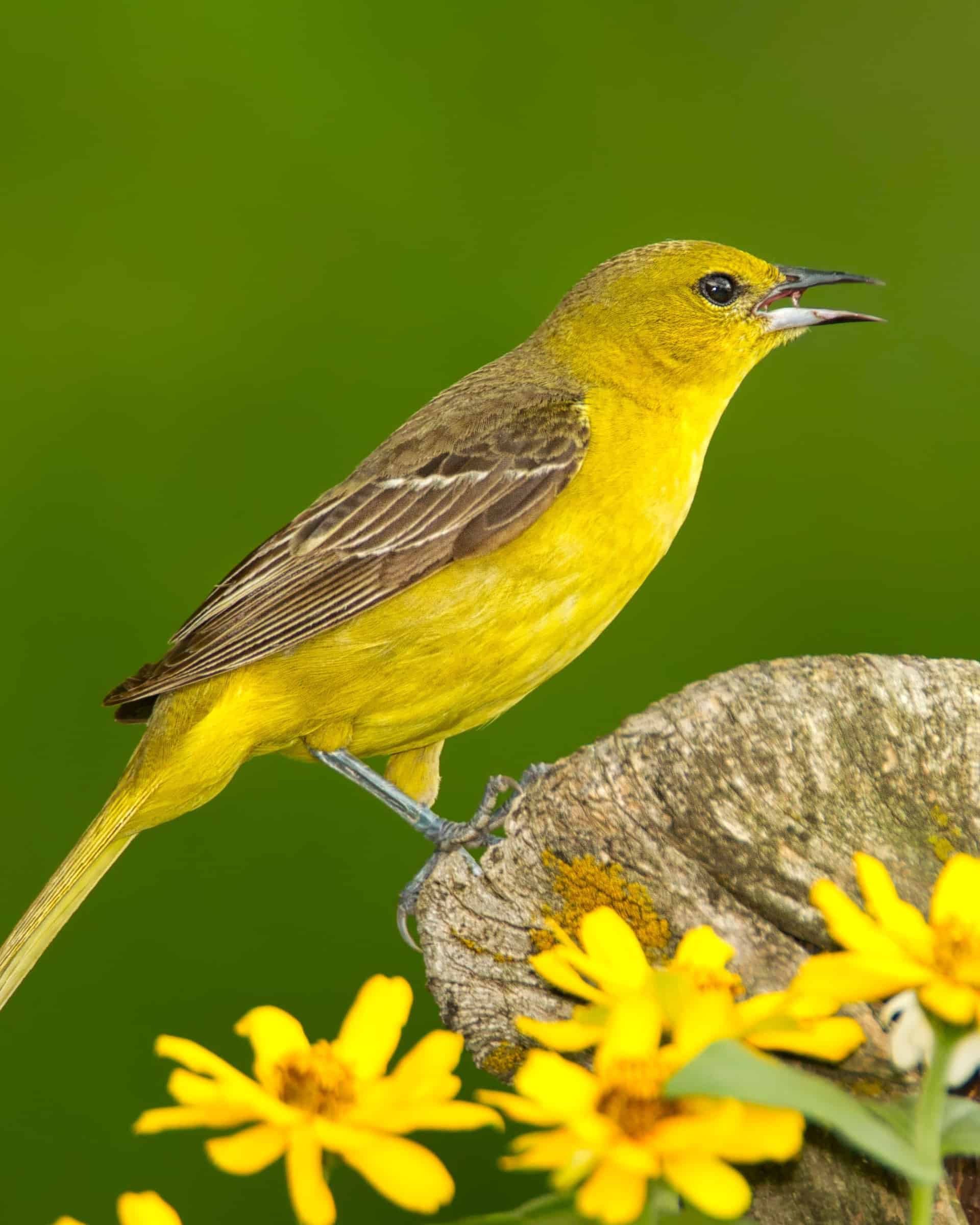 20 Yellow Birds With Black Wings