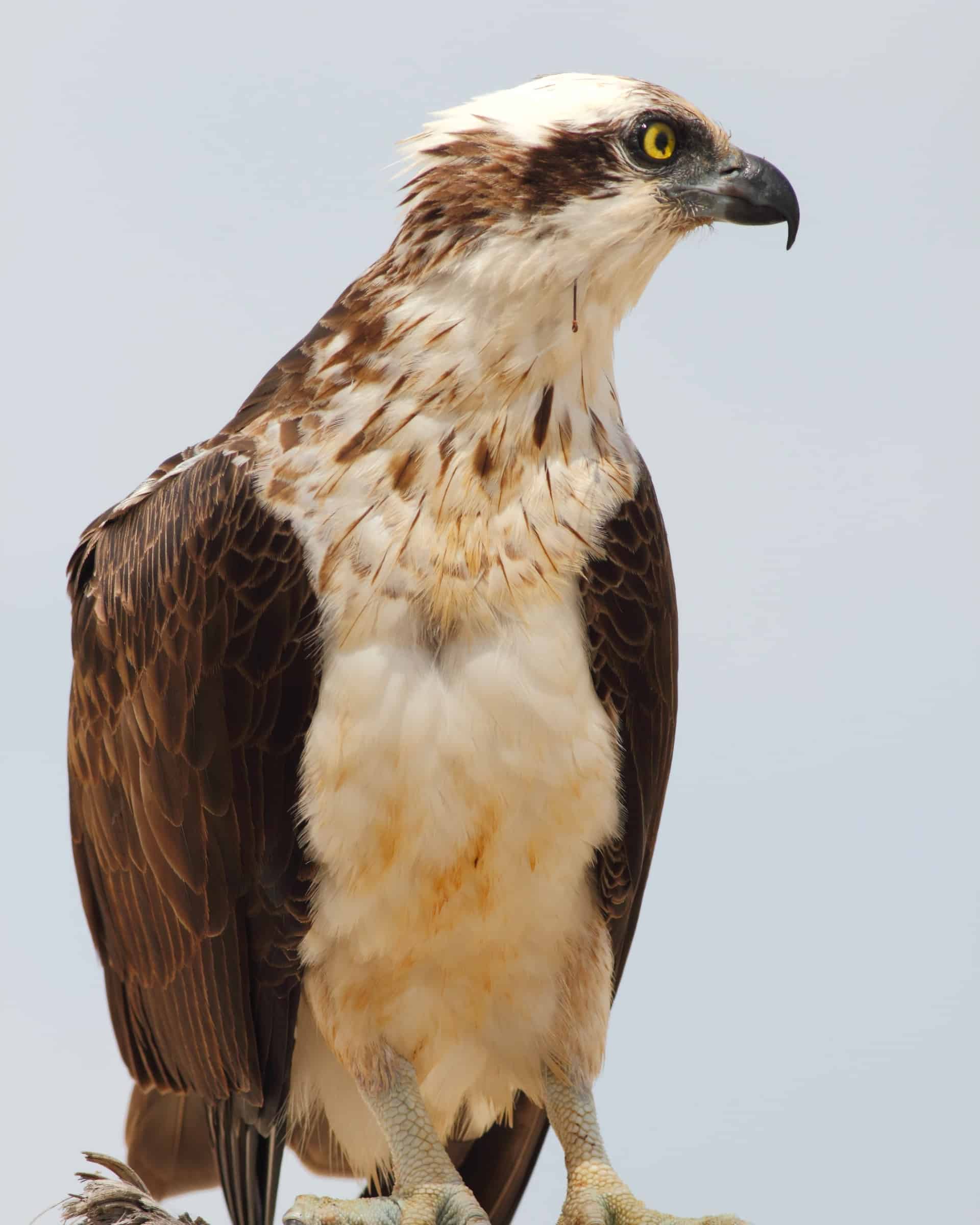 12 Amazing Hawks With White Heads