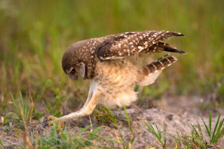 Owl Legs: All You Need to Know! (Pictures & FAQs)