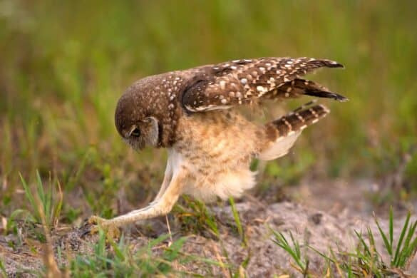Owl Legs: All You Need to Know! (Pictures & FAQs)