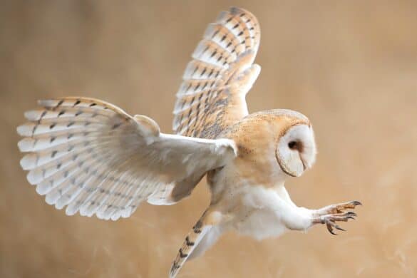 Anatomy of a Hummingbird: Brain, Heart, Wings & More