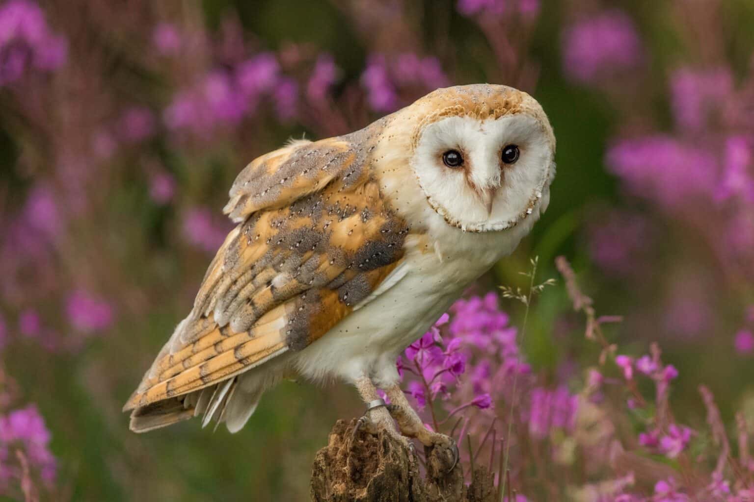 Owl Legs: All You Need to Know! (Pictures & FAQs)