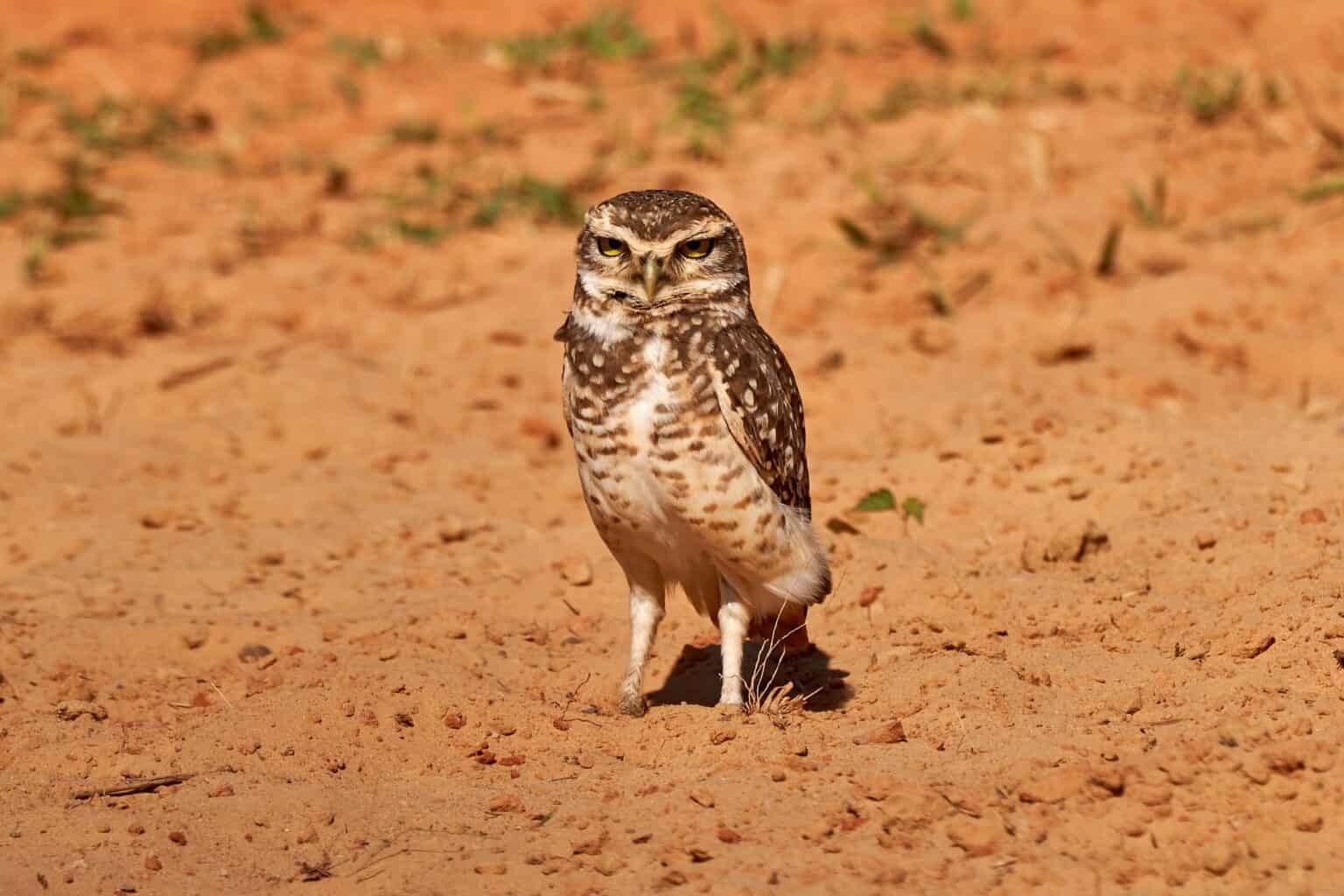 Owl Legs: All You Need to Know! (Pictures & FAQs)