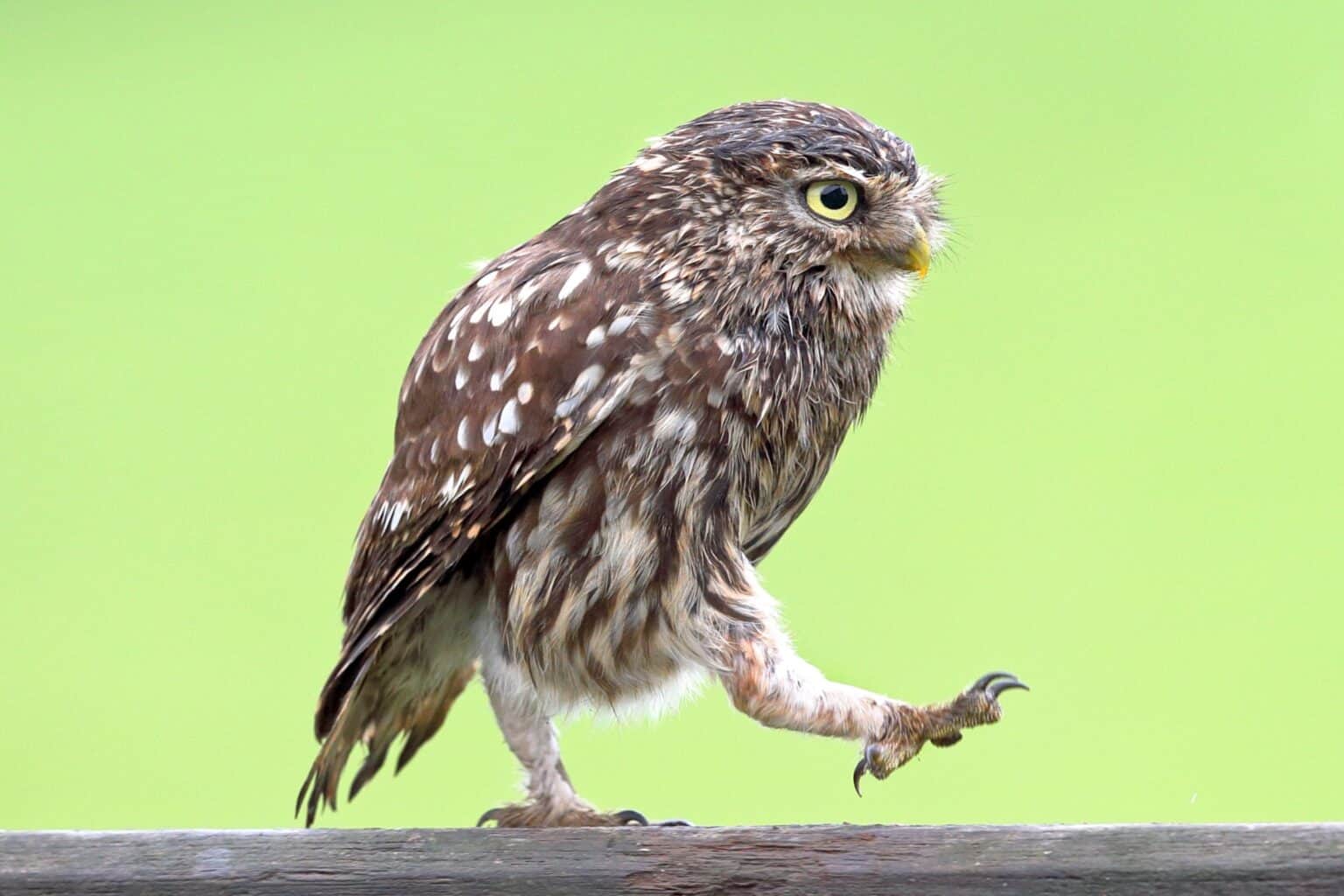 Owl Legs: All You Need to Know! (Pictures & FAQs)