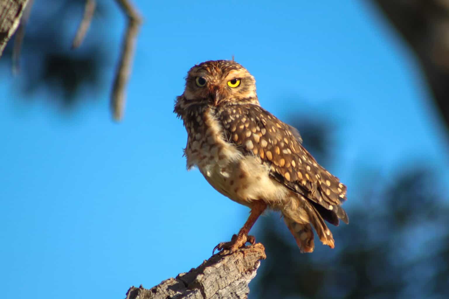 Owl Legs: All You Need to Know! (Pictures & FAQs)