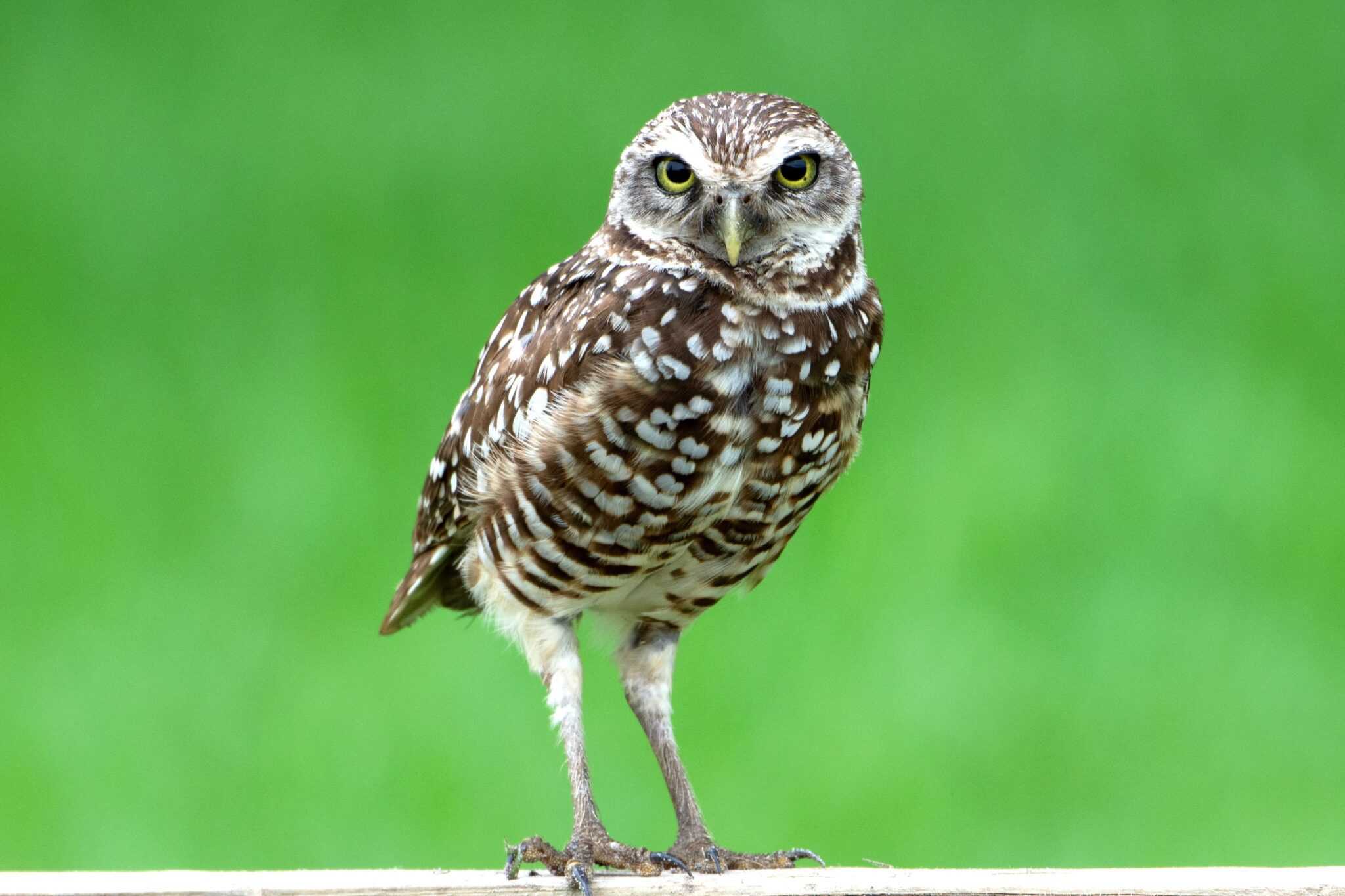 Owl Legs: All You Need to Know! (Pictures & FAQs)