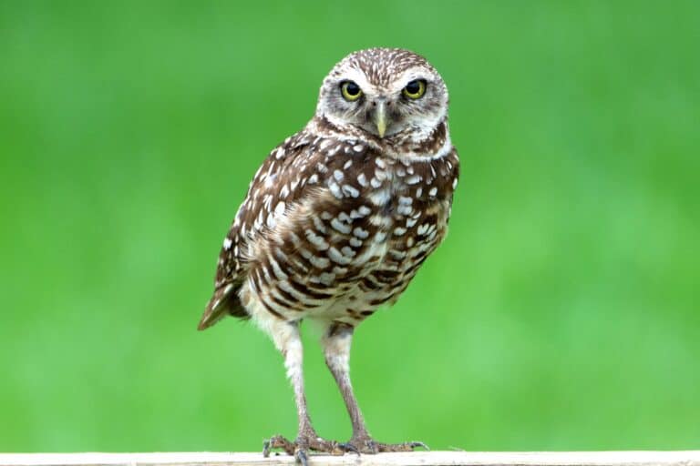 Owl Legs: All You Need to Know! (Pictures & FAQs)