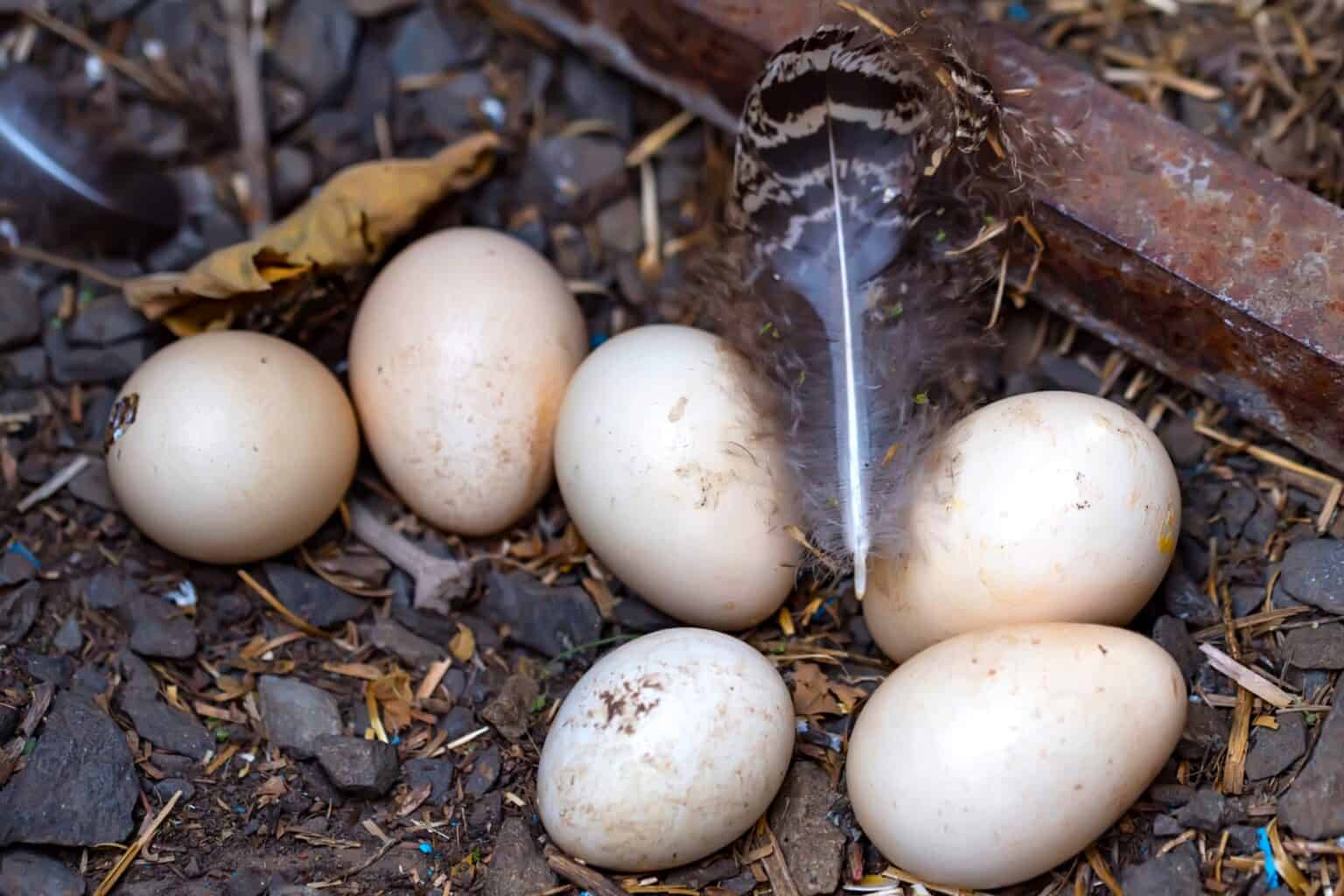 Baby Peacocks: All You Need to Know (With Pictures)