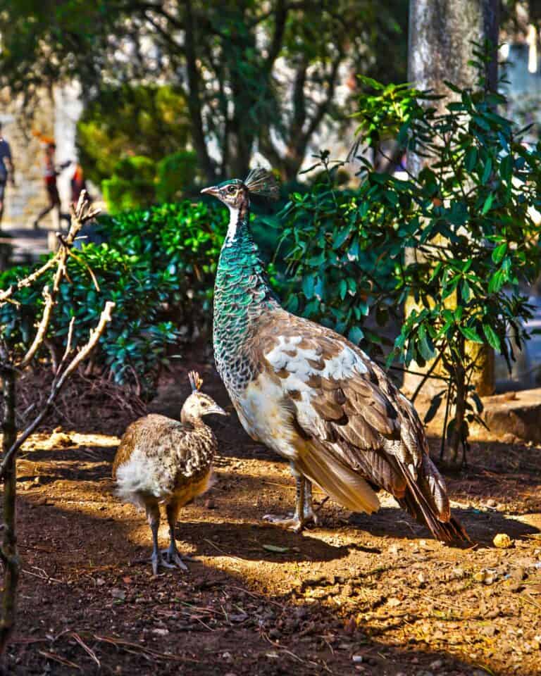 Baby Peacocks: All You Need to Know (With Pictures)