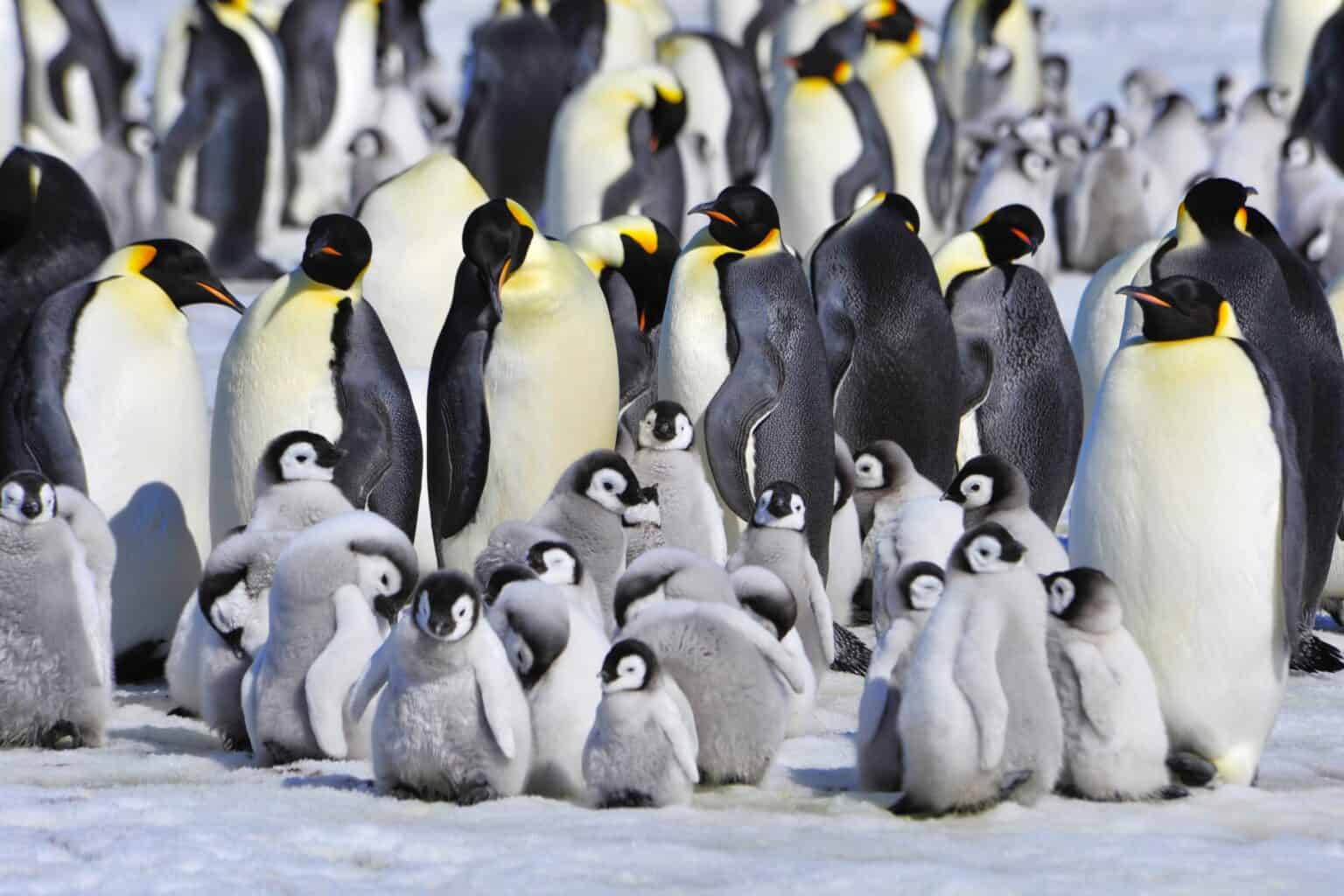 What Do You Call a Group of Penguins? (Complete Guide)