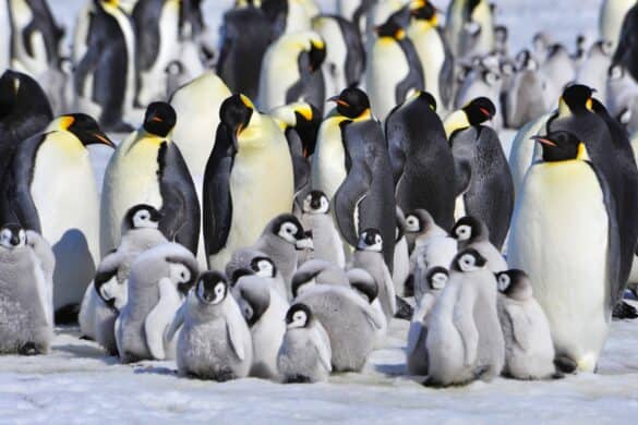 What Do You Call a Group of Penguins? (Complete Guide)