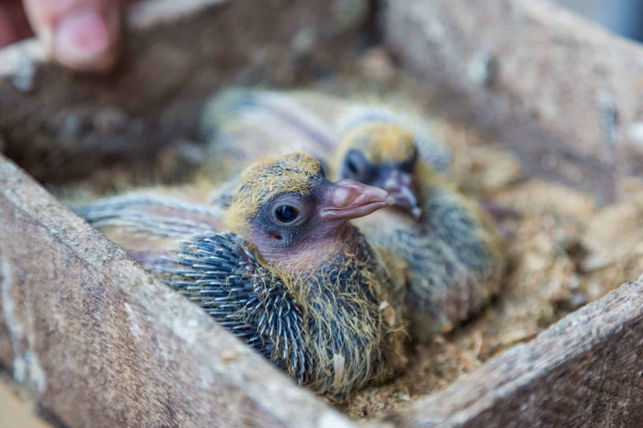 Baby Pigeons: Everything You Need to Know