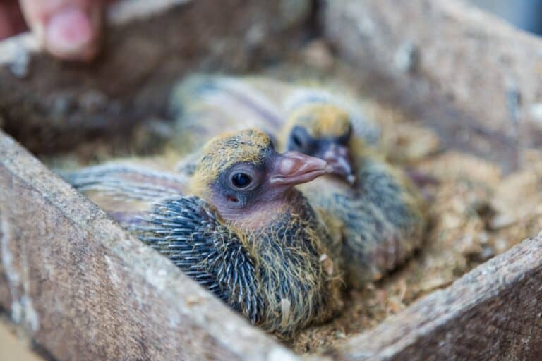Baby Pigeons: Everything You Need to Know