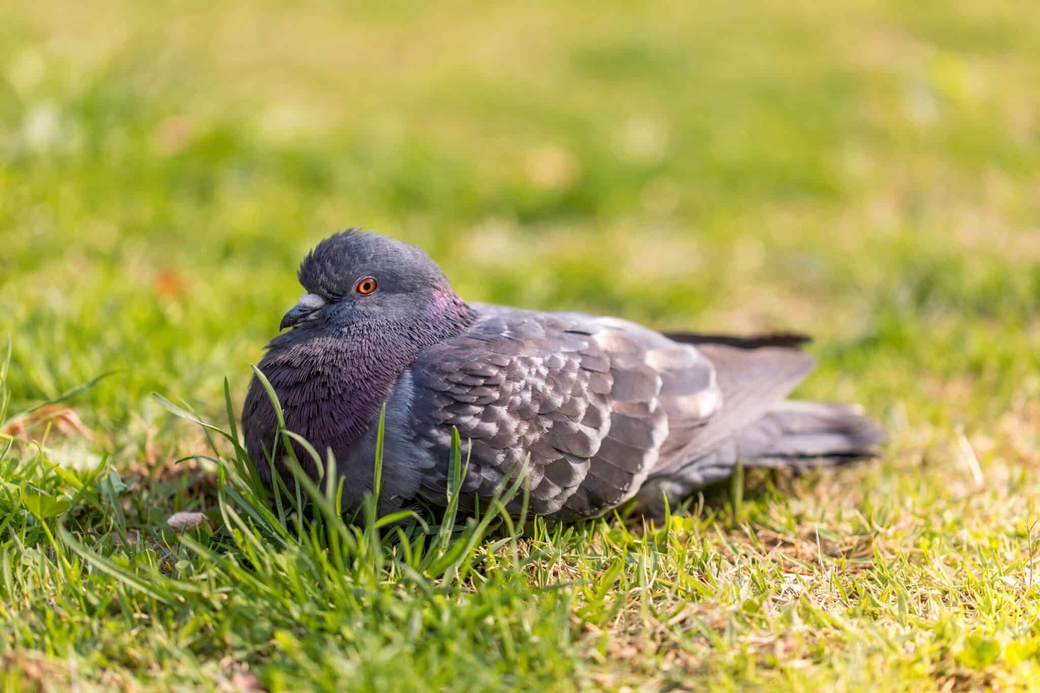 Pigeons Sitting Down: What Does It Mean?