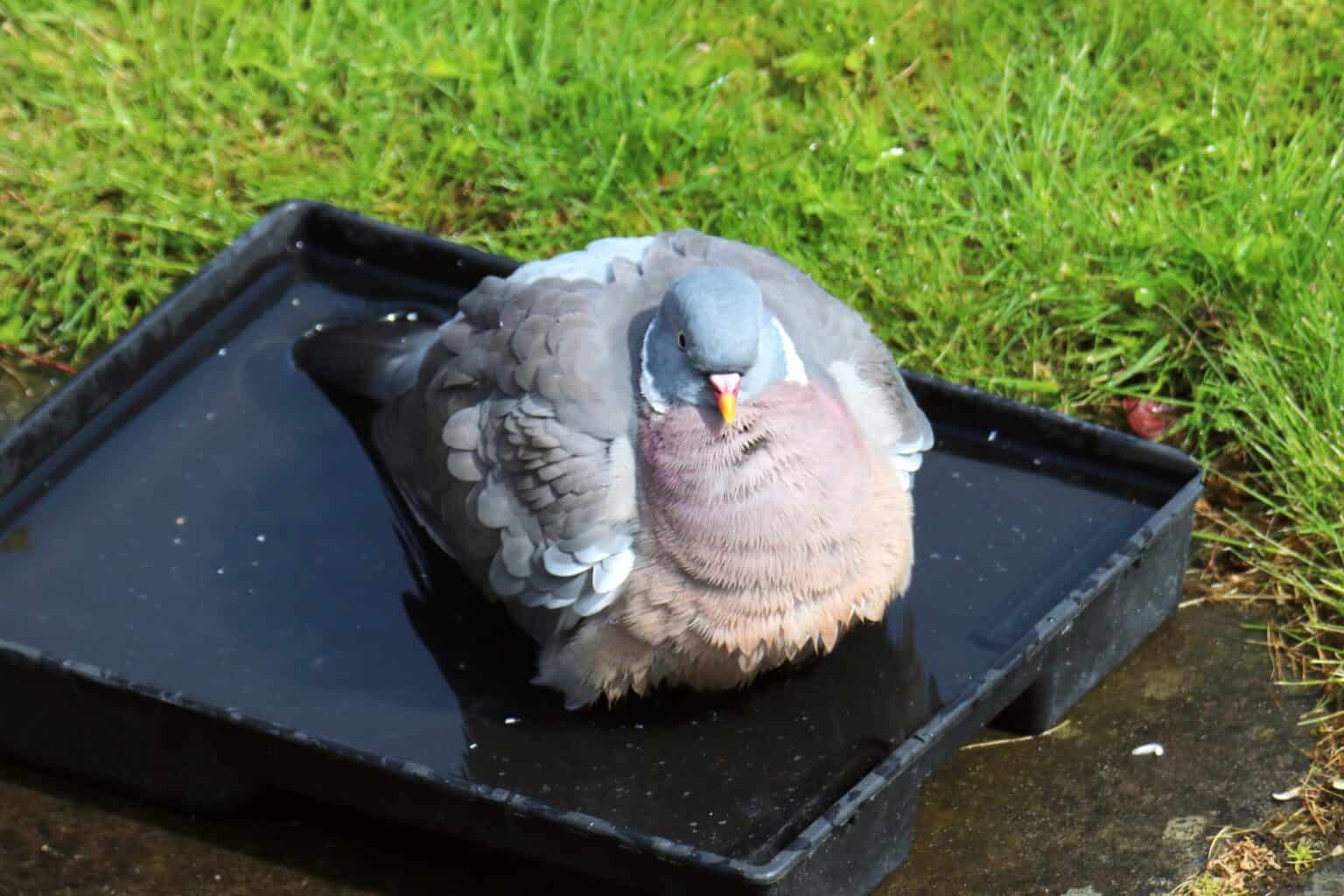 Pigeons Sitting Down: What Does It Mean?