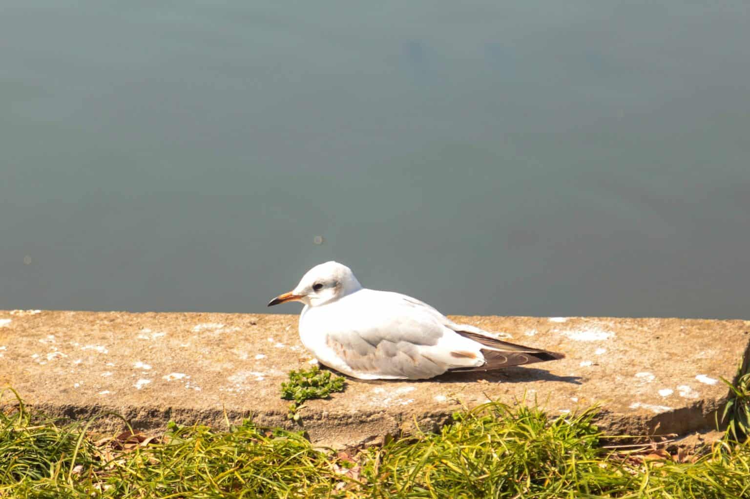 Pigeons Sitting Down: What Does It Mean?