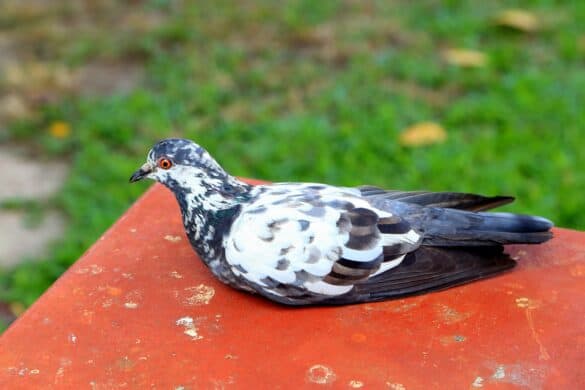 Pigeons Sitting Down: What Does It Mean?