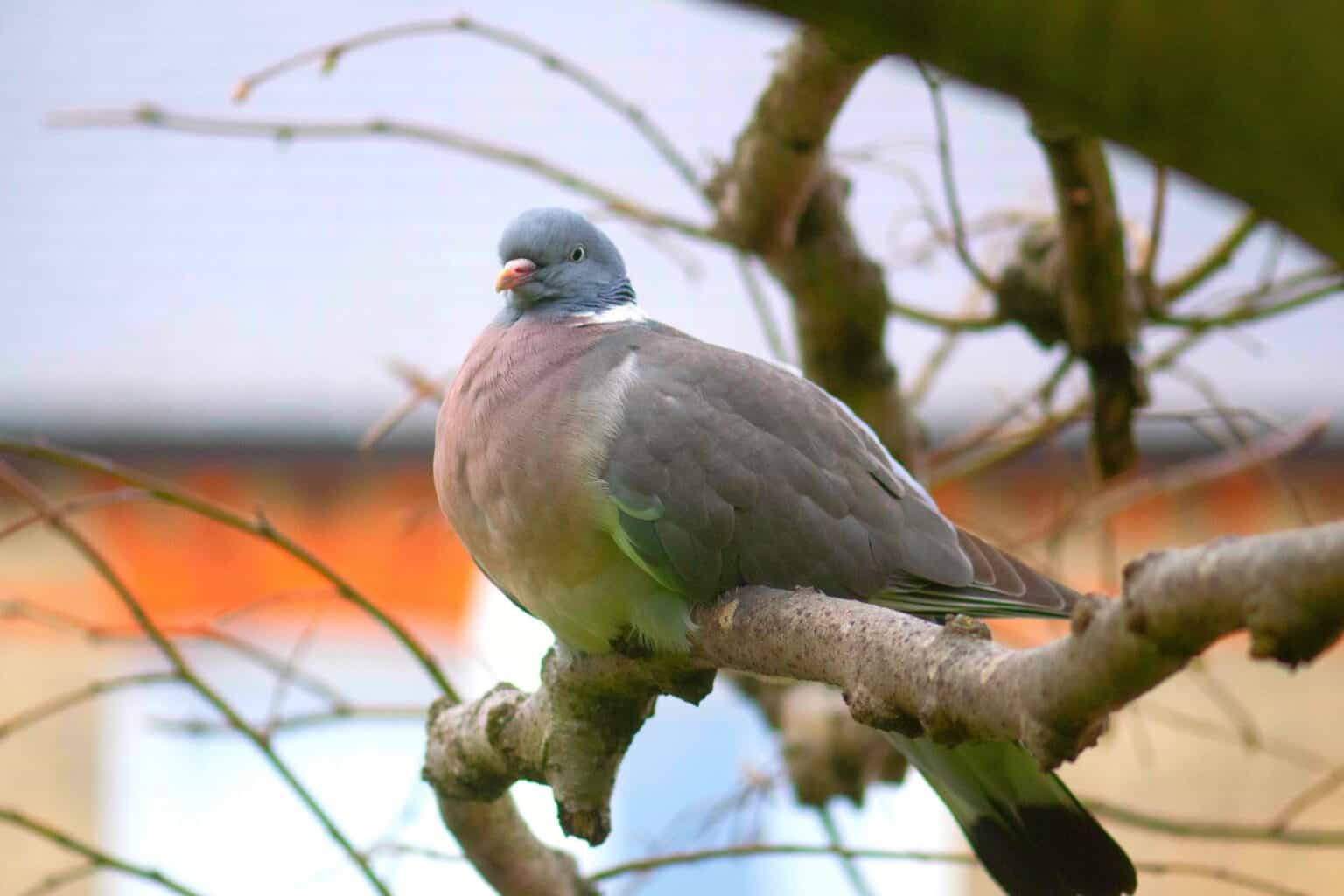Pigeons Sitting Down: What Does It Mean?