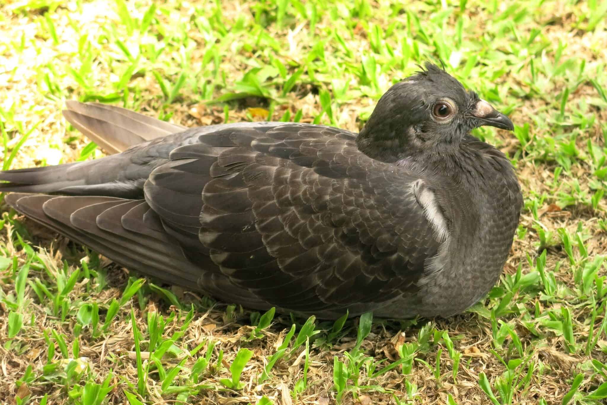 Pigeons Sitting Down: What Does It Mean?
