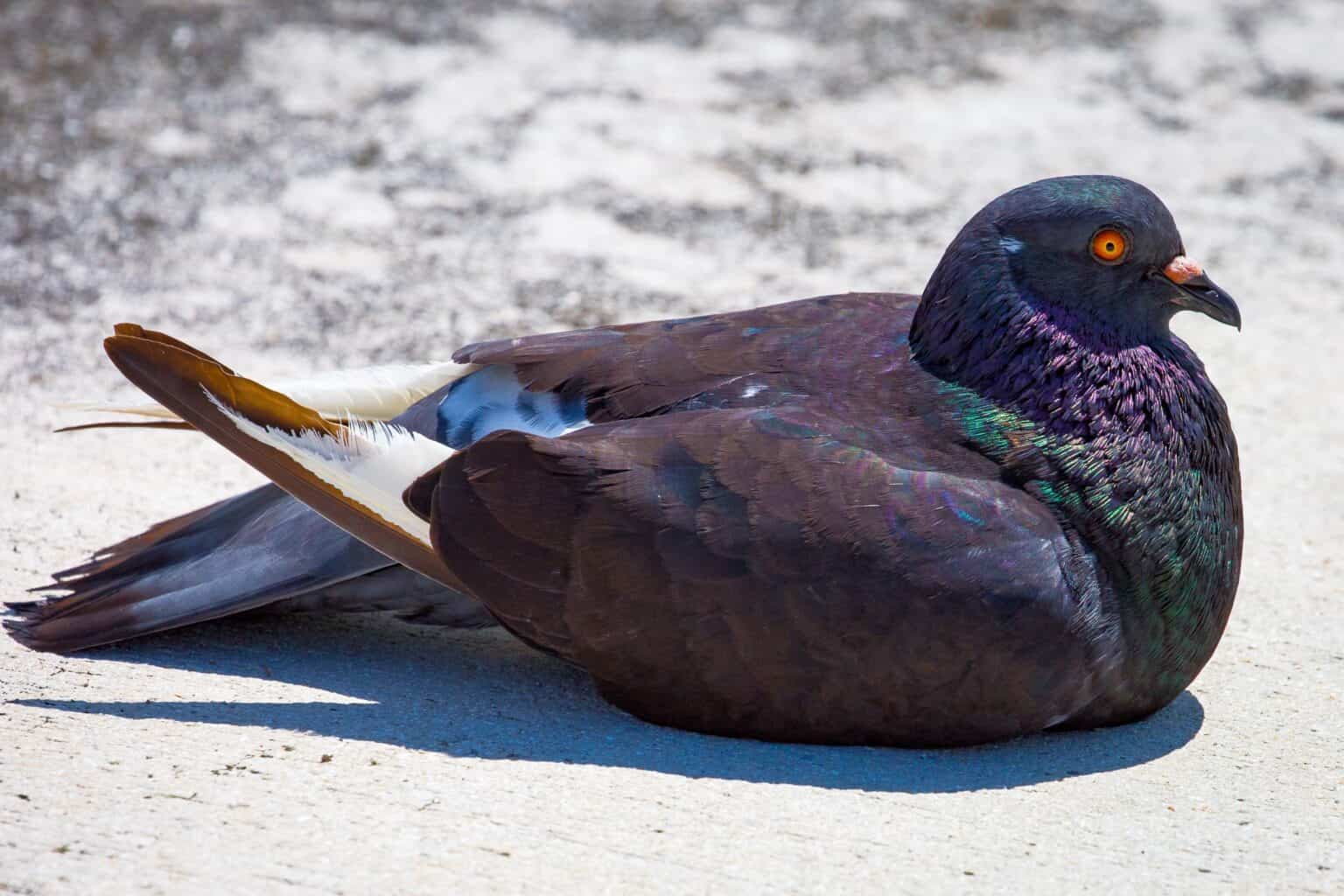 Pigeons Sitting Down: What Does It Mean?
