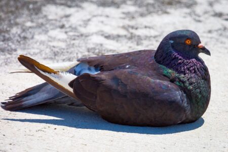 Pigeons Sitting Down: What Does It Mean?