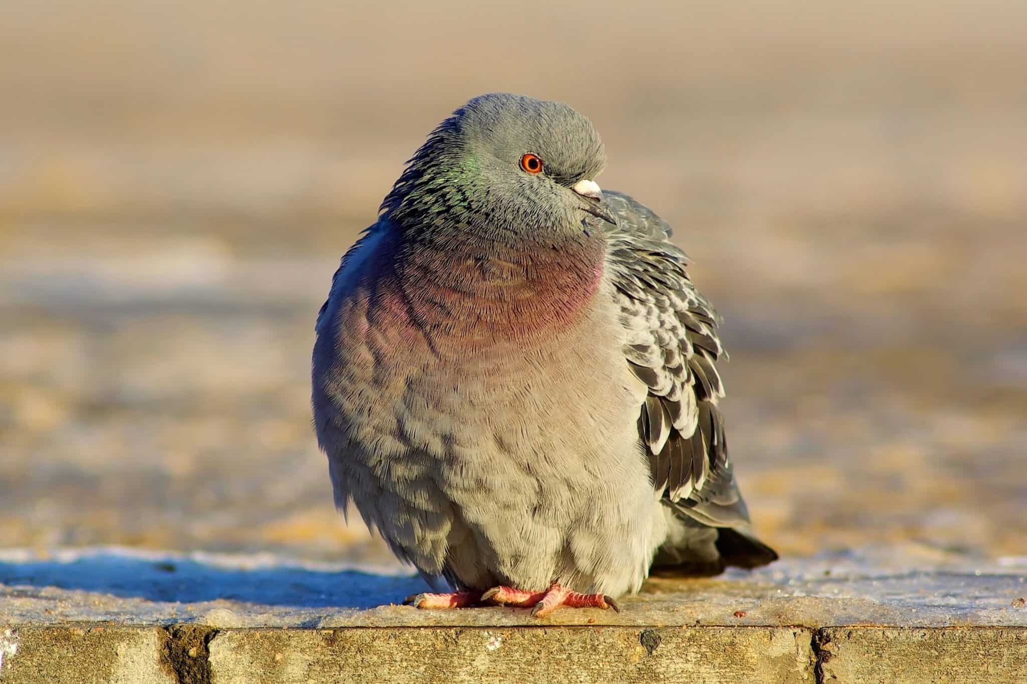 Pigeons Sitting Down: What Does It Mean?