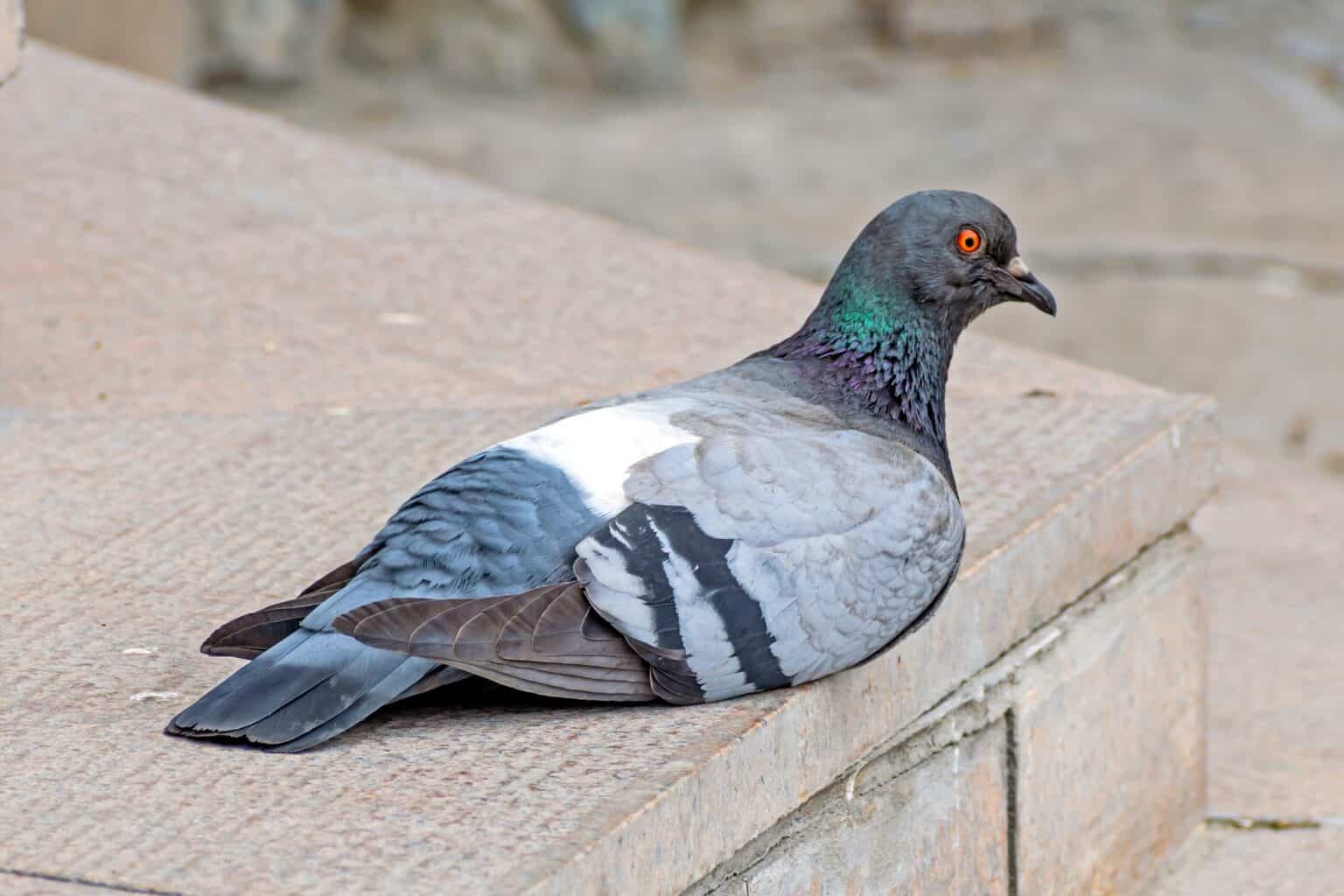 Pigeons Sitting Down: What Does It Mean?