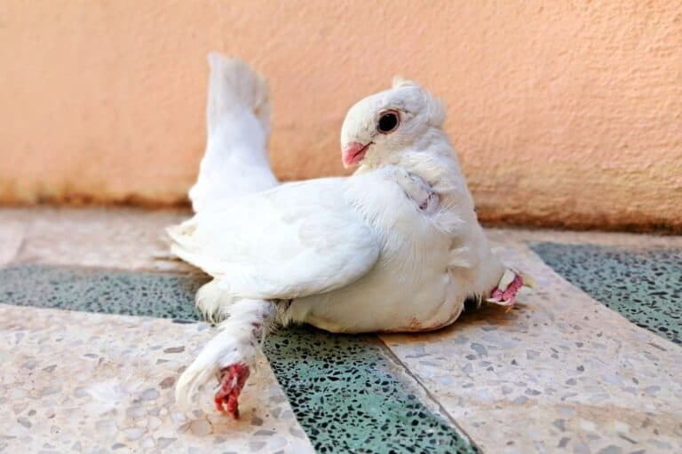 Pigeons Sitting Down: What Does It Mean?