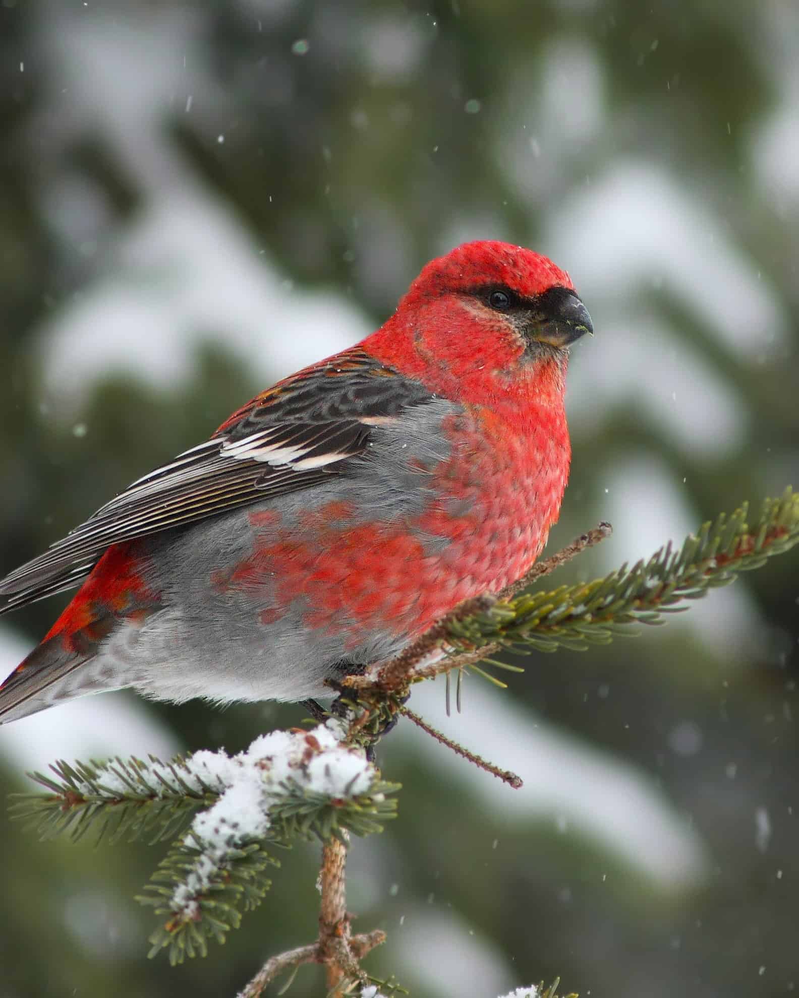 16 Red Birds That Aren’t Cardinals (With Pictures) - Bird Helpful