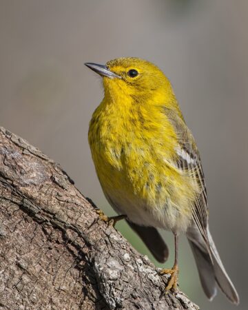 25 Small Yellow Birds to Brighten Your Day