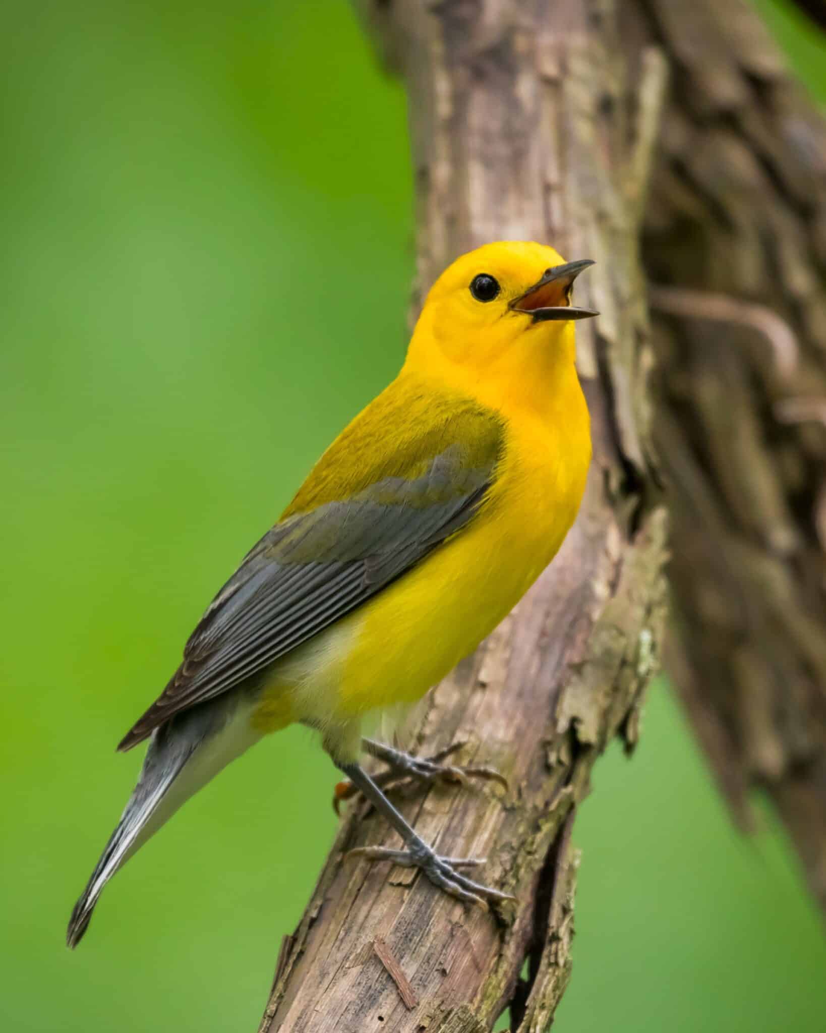 25 Small Yellow Birds to Brighten Your Day