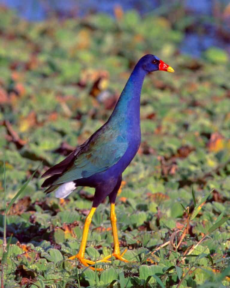 22 Amazing Purple Bird Species