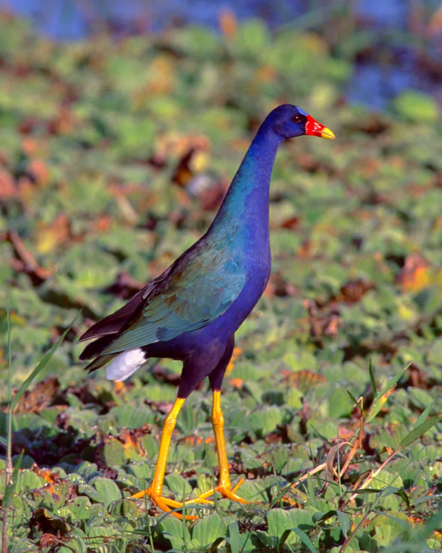 22 Amazing Purple Bird Species