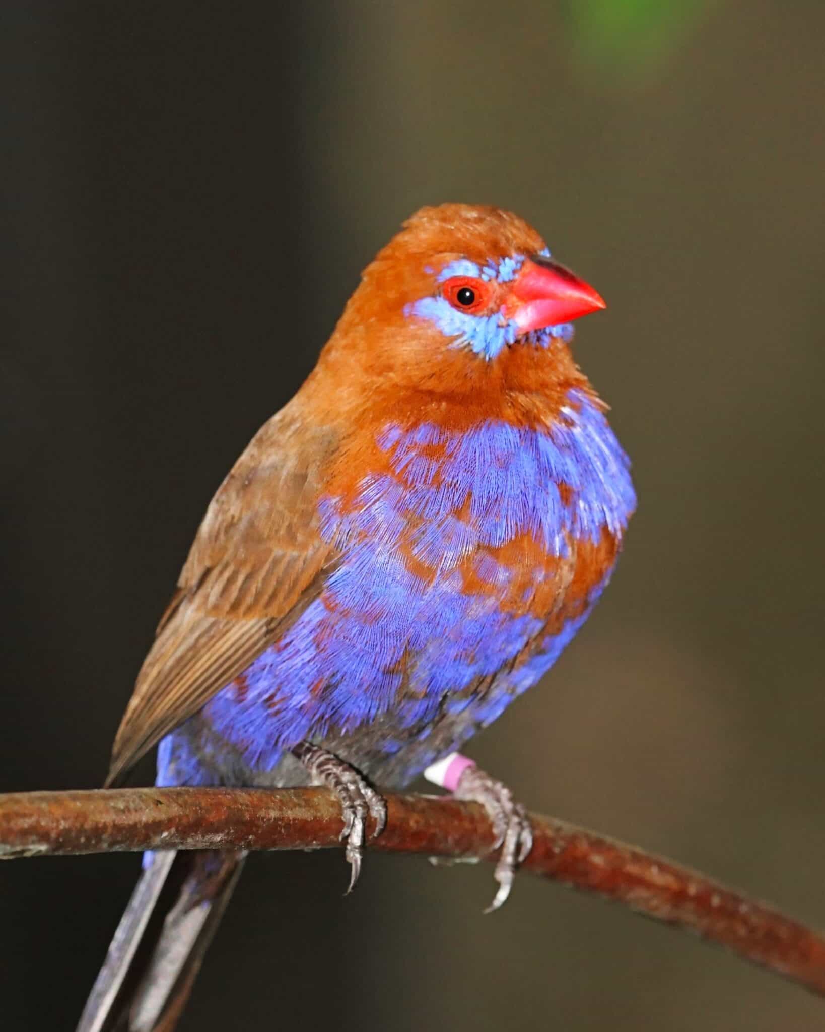 22 Amazing Purple Bird Species