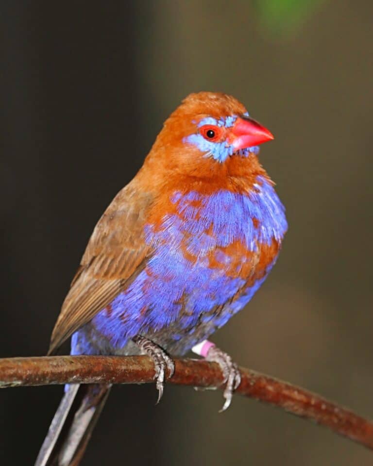 22 Amazing Purple Bird Species